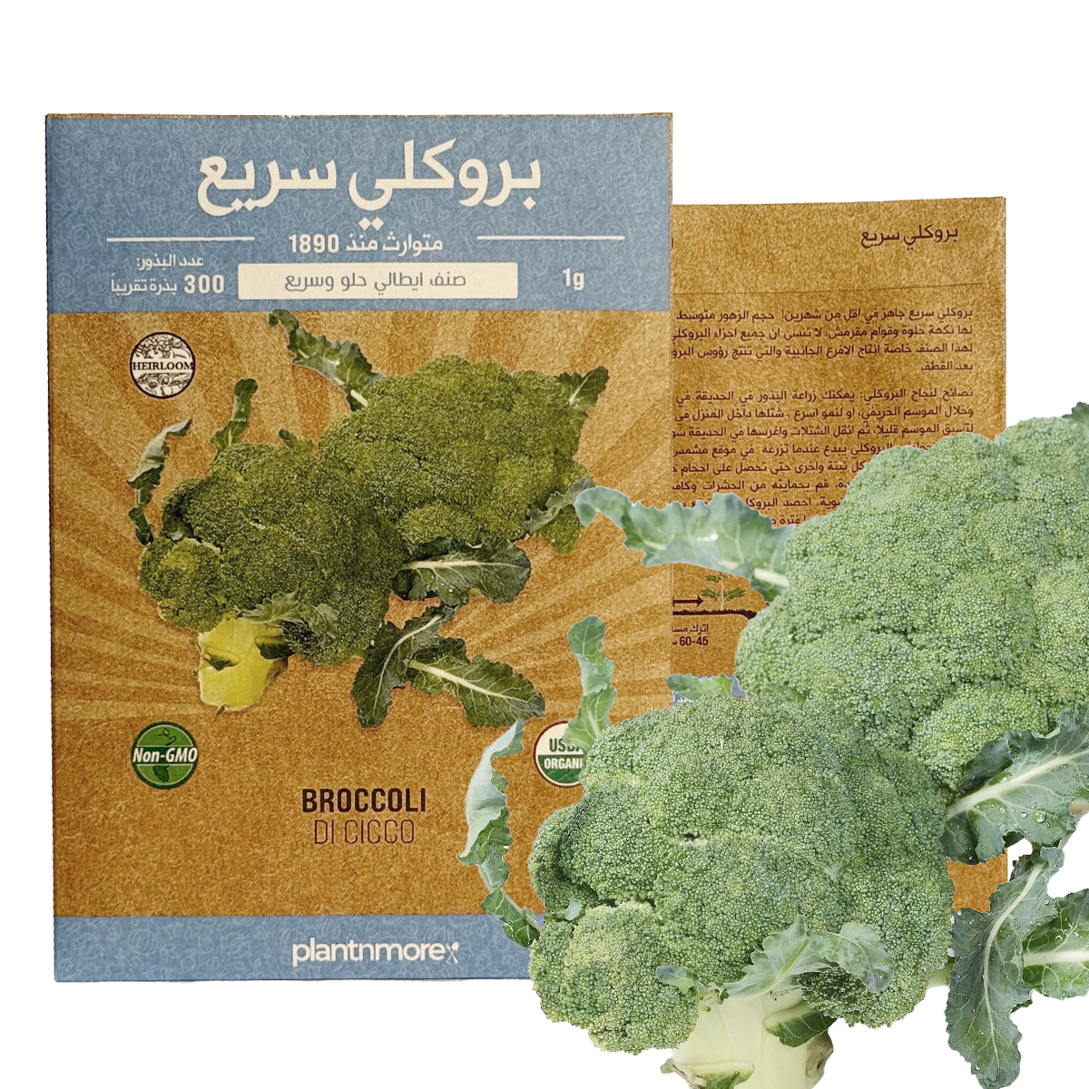 Broccoli Di Cicco – plantnmore