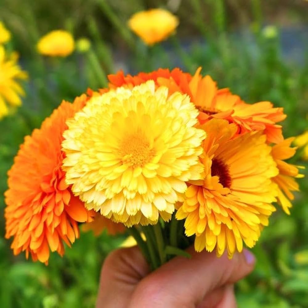 Calendula Pacific Beauty Mixture – plantnmore
