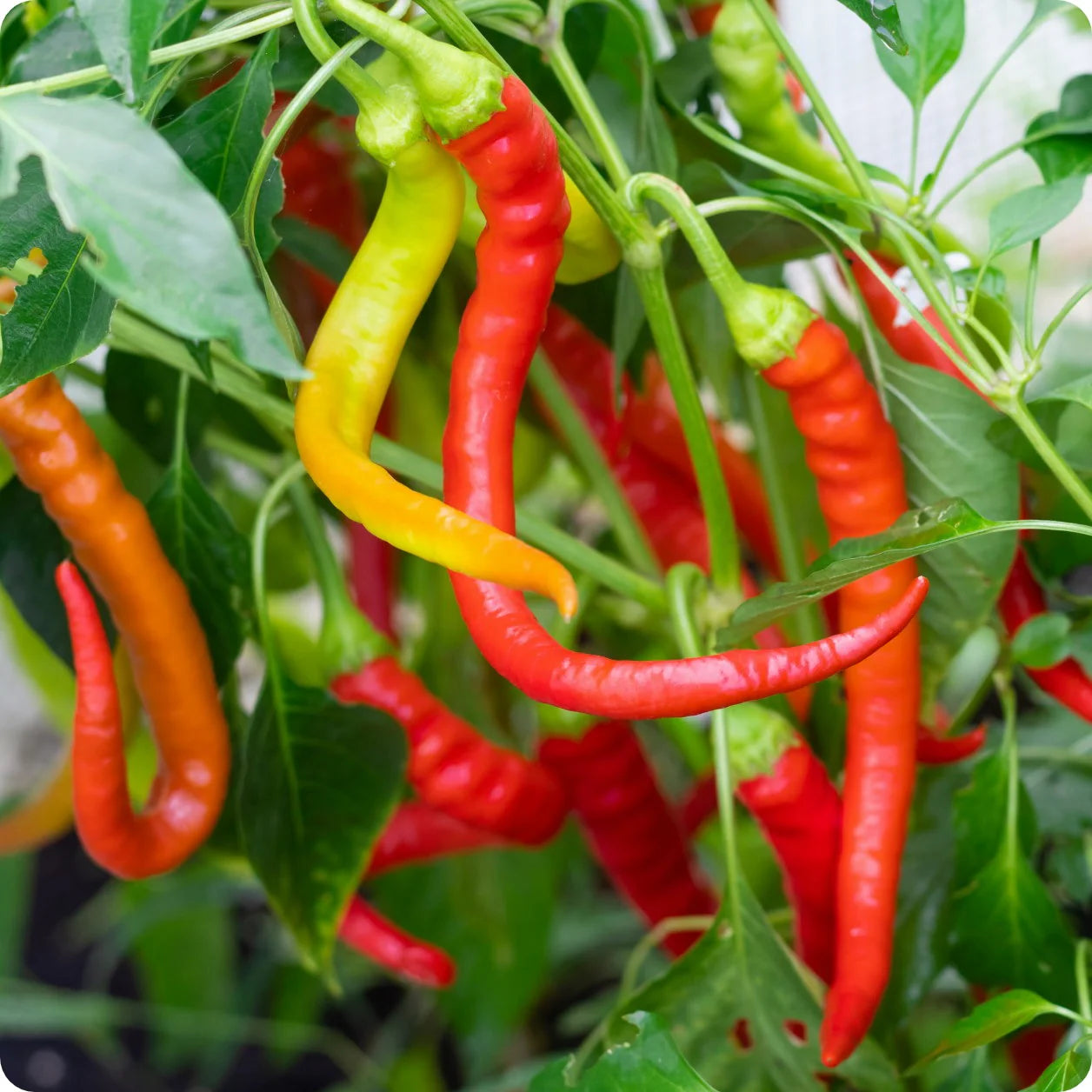 Pepper Hot Portugal – plantnmore