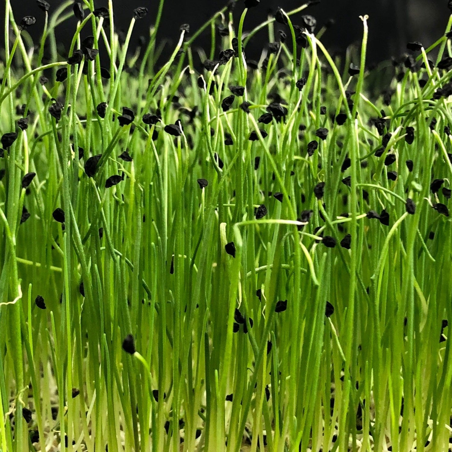 Leek Microgreens 1oz – plantnmore