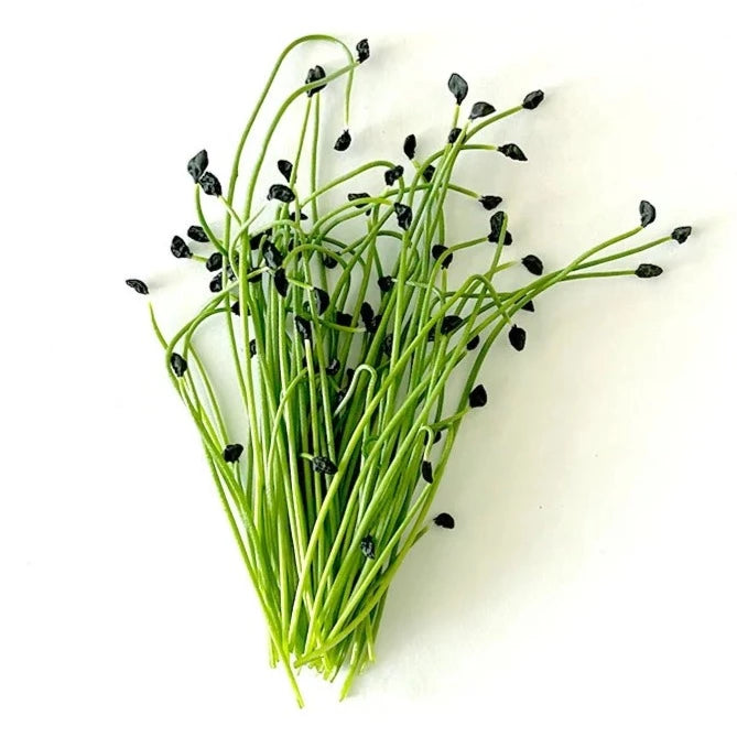 Leek Microgreens 1oz – plantnmore