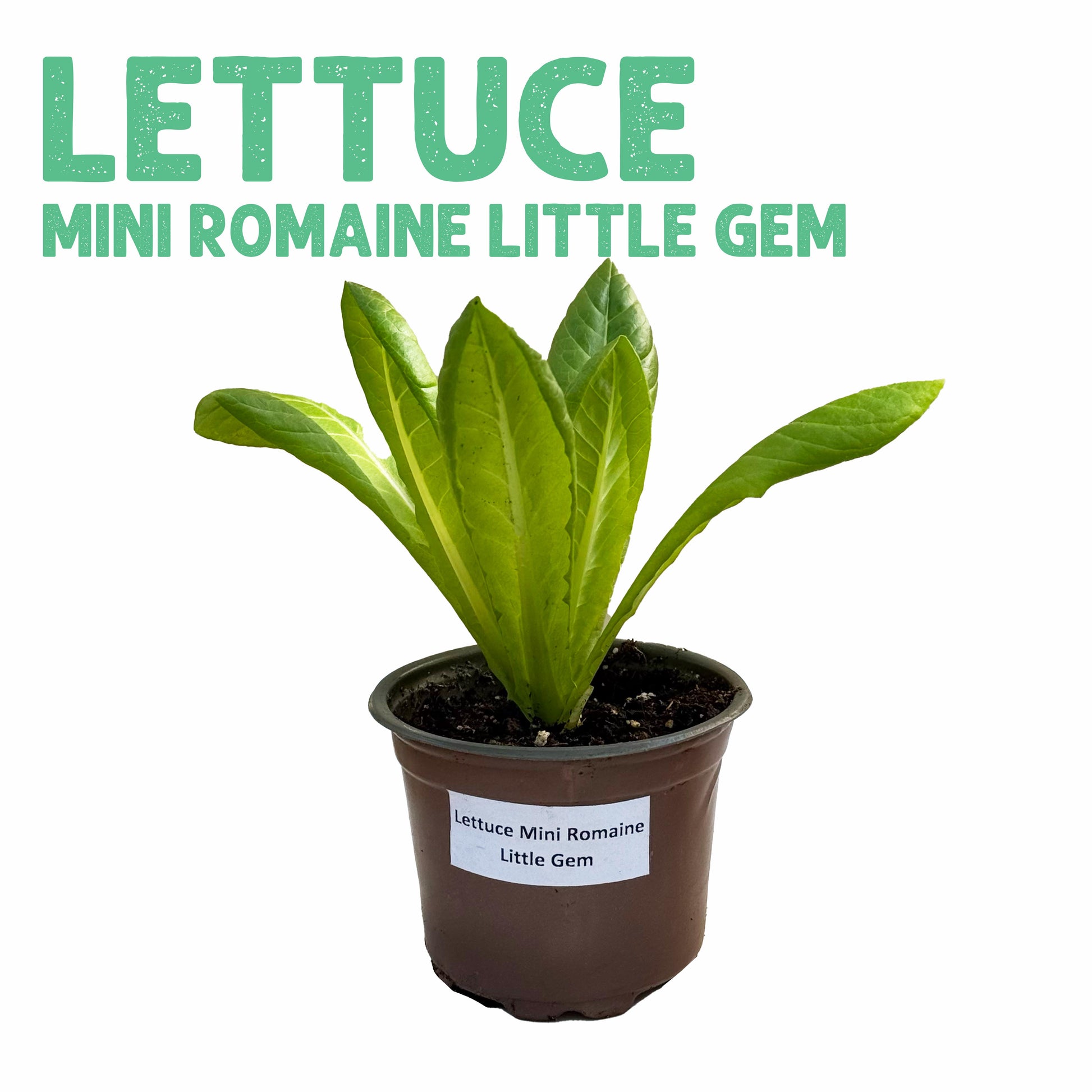 Lettuce Mini Romaine Little Gem Plant – plantnmore