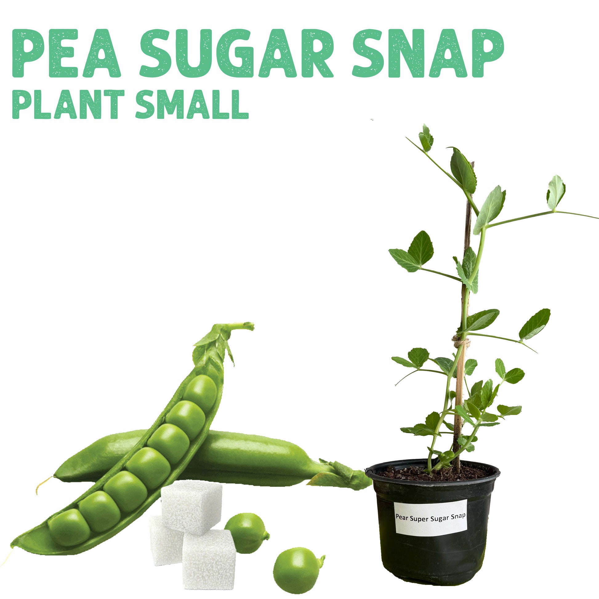 Pea Sugar Snap Plant – plantnmore