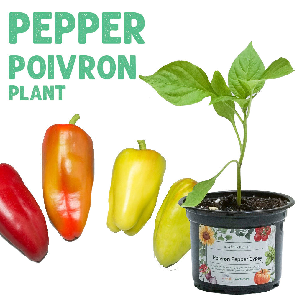 Pepper Poivron Plant – plantnmore