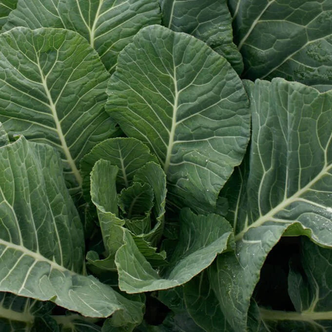 Collards Vates – plantnmore