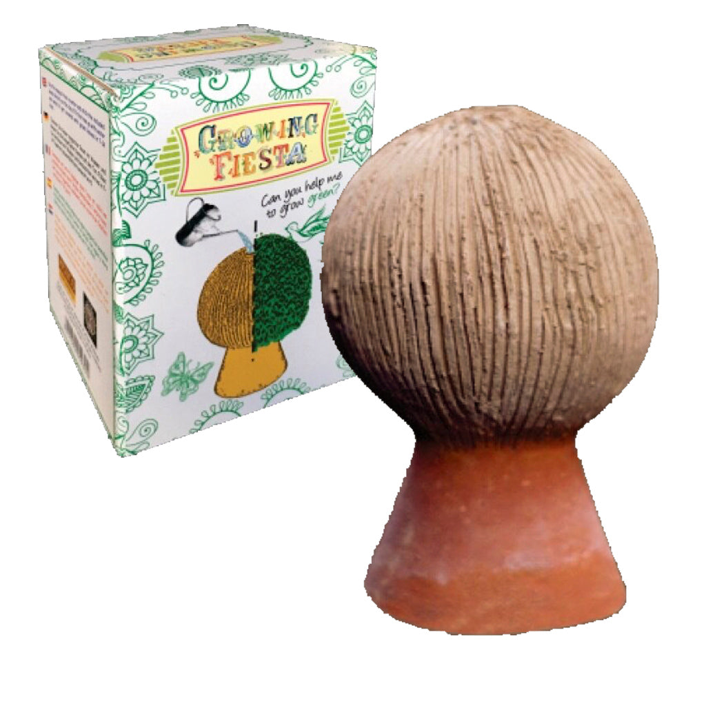 Growing Fiesta Clay Pot – plantnmore