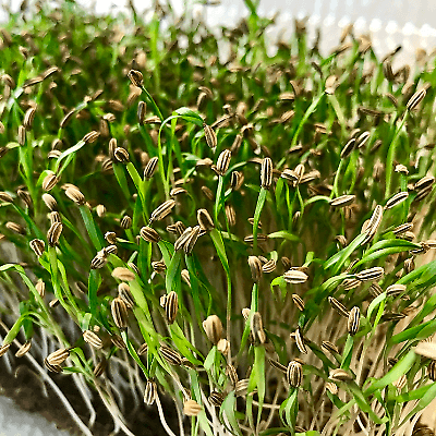 Fennel Microgreen 28.5g – plantnmore