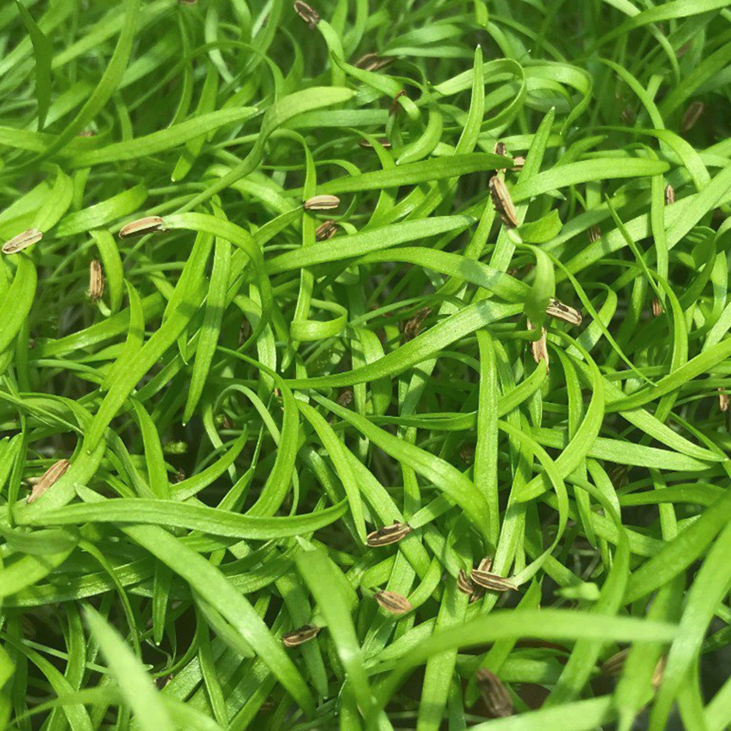 Fennel Microgreen 28.5g – plantnmore