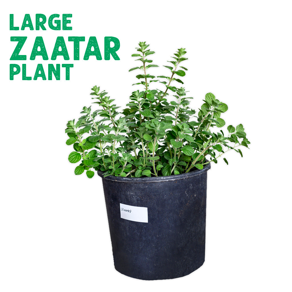 Plants – plantnmore