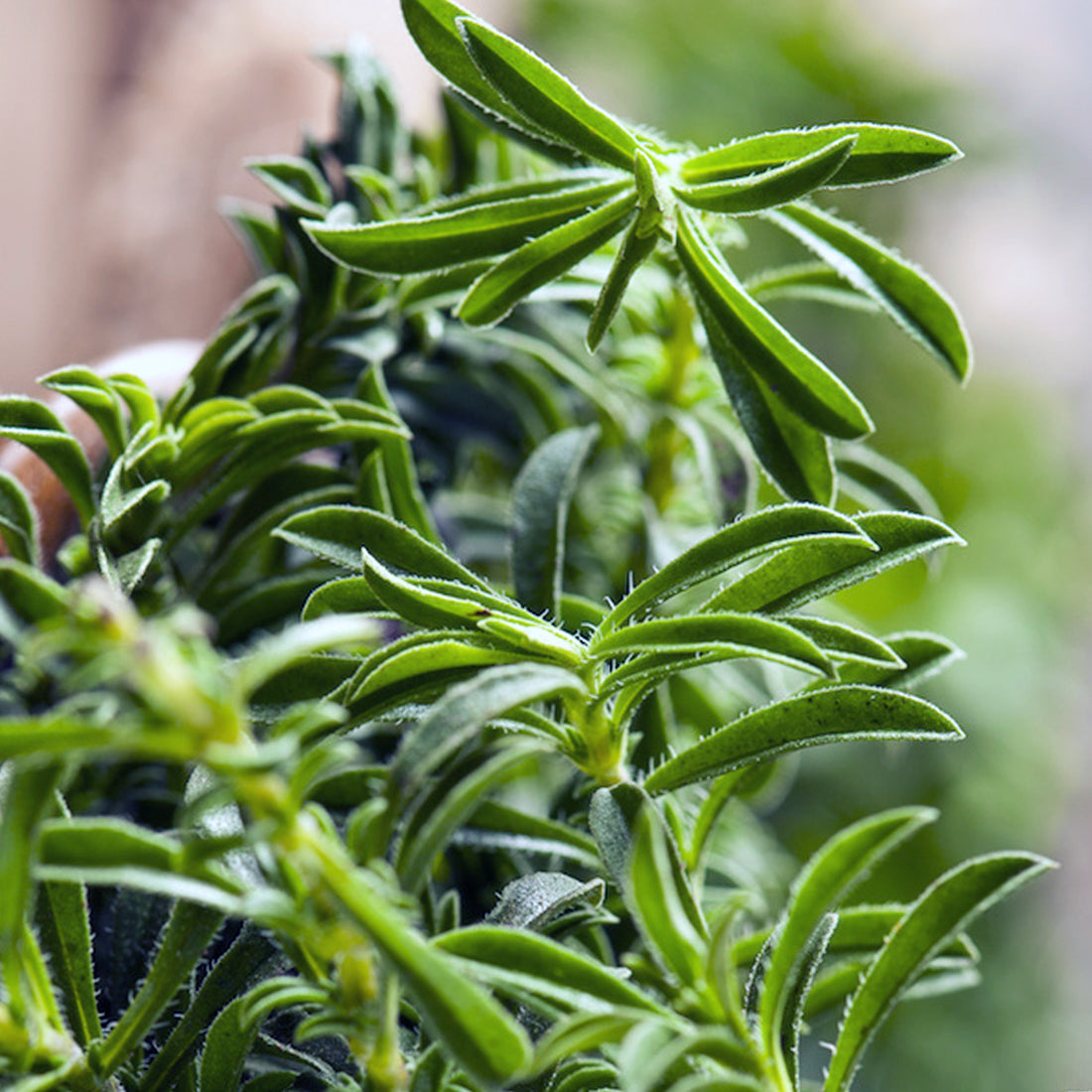 Summer Savory – plantnmore