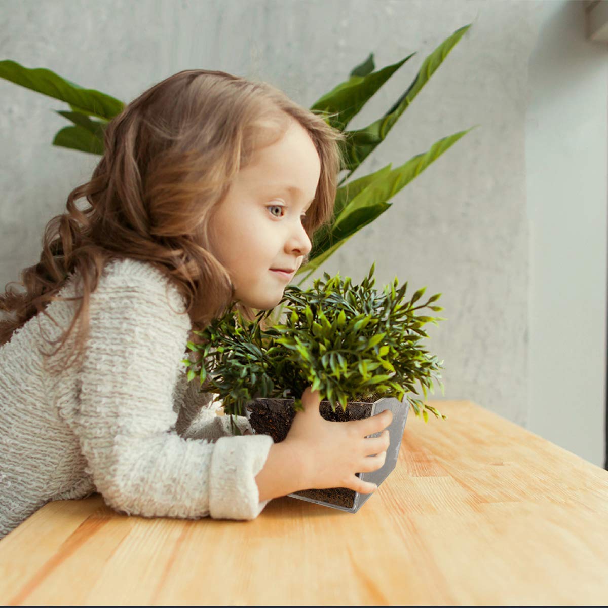 Window Garden Small – plantnmore
